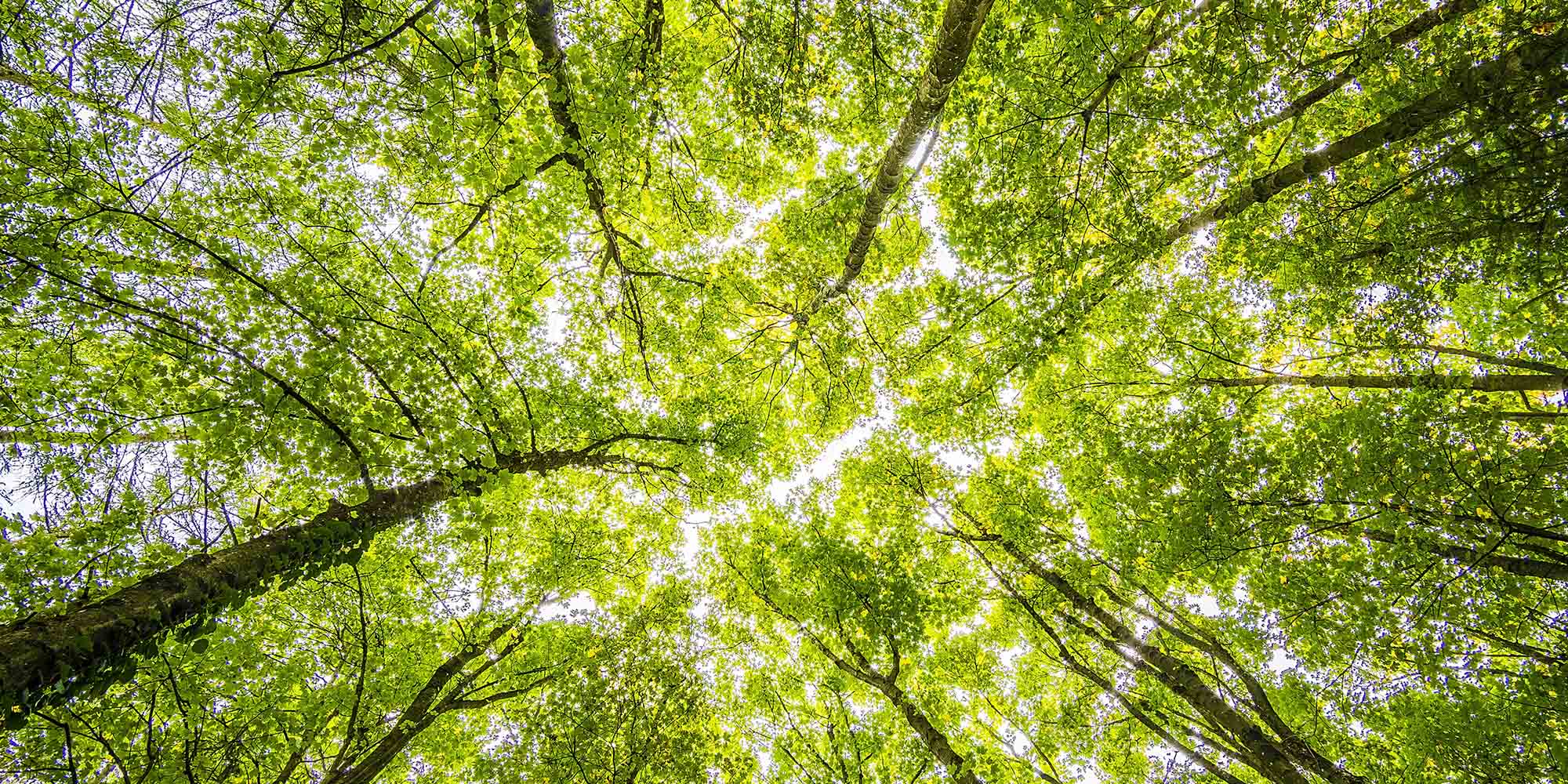 How does Henson Plant protect the environment?